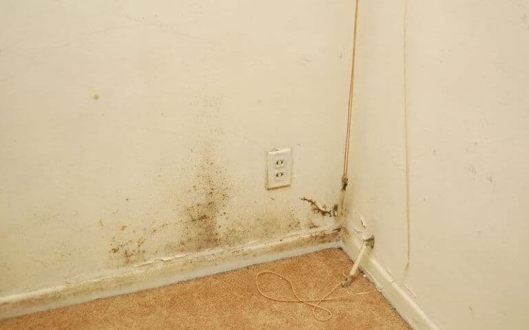 Signs of Mold Under Hardwood Floors and How to Remove it
