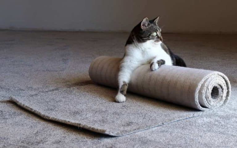 How to Stop Your Cat From Pulling up Carpet - 7 Easy Methods